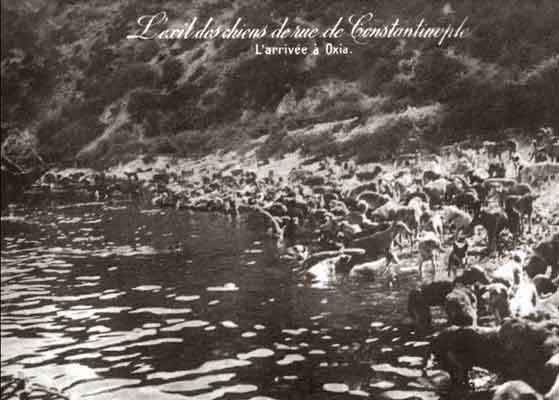 La isla de Estambul donde los perros eran exterminados – PLANETA ESTAMBUL